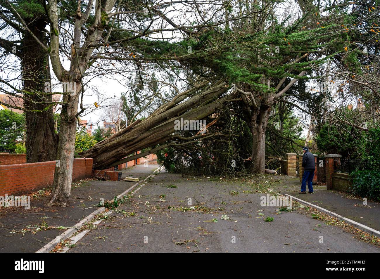 Rectory Road in Burnham-on-Sea in Somerset where a tree has fallen ...