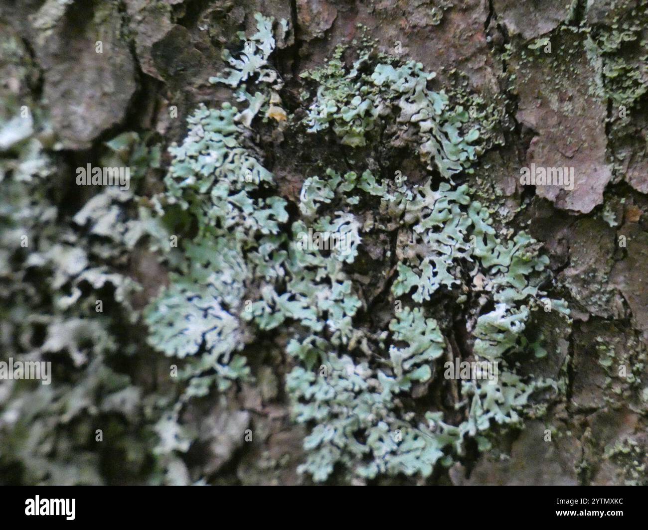 Tube Lichens (Hypogymnia Stock Photo - Alamy