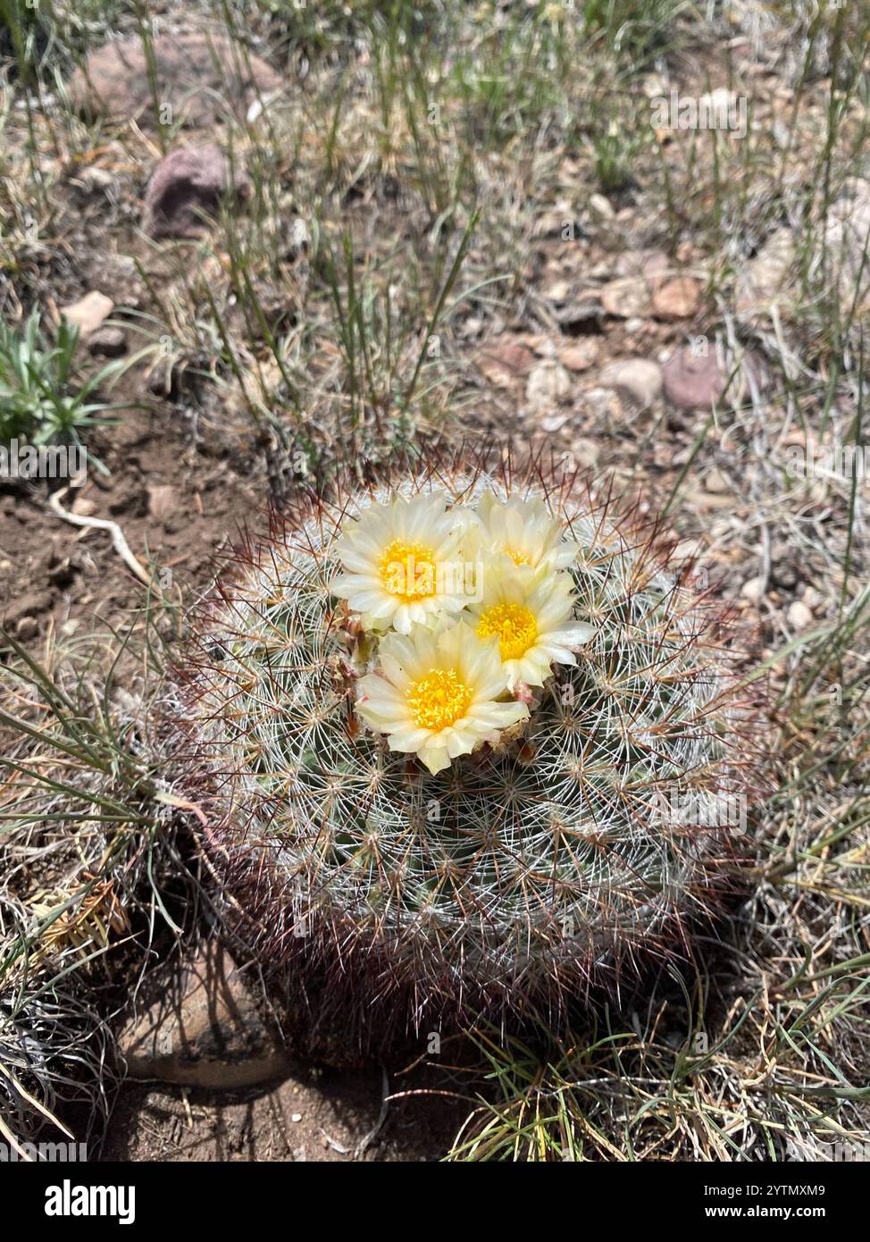 Mountain Ball Cactus (Pediocactus simpsonii Stock Photo - Alamy