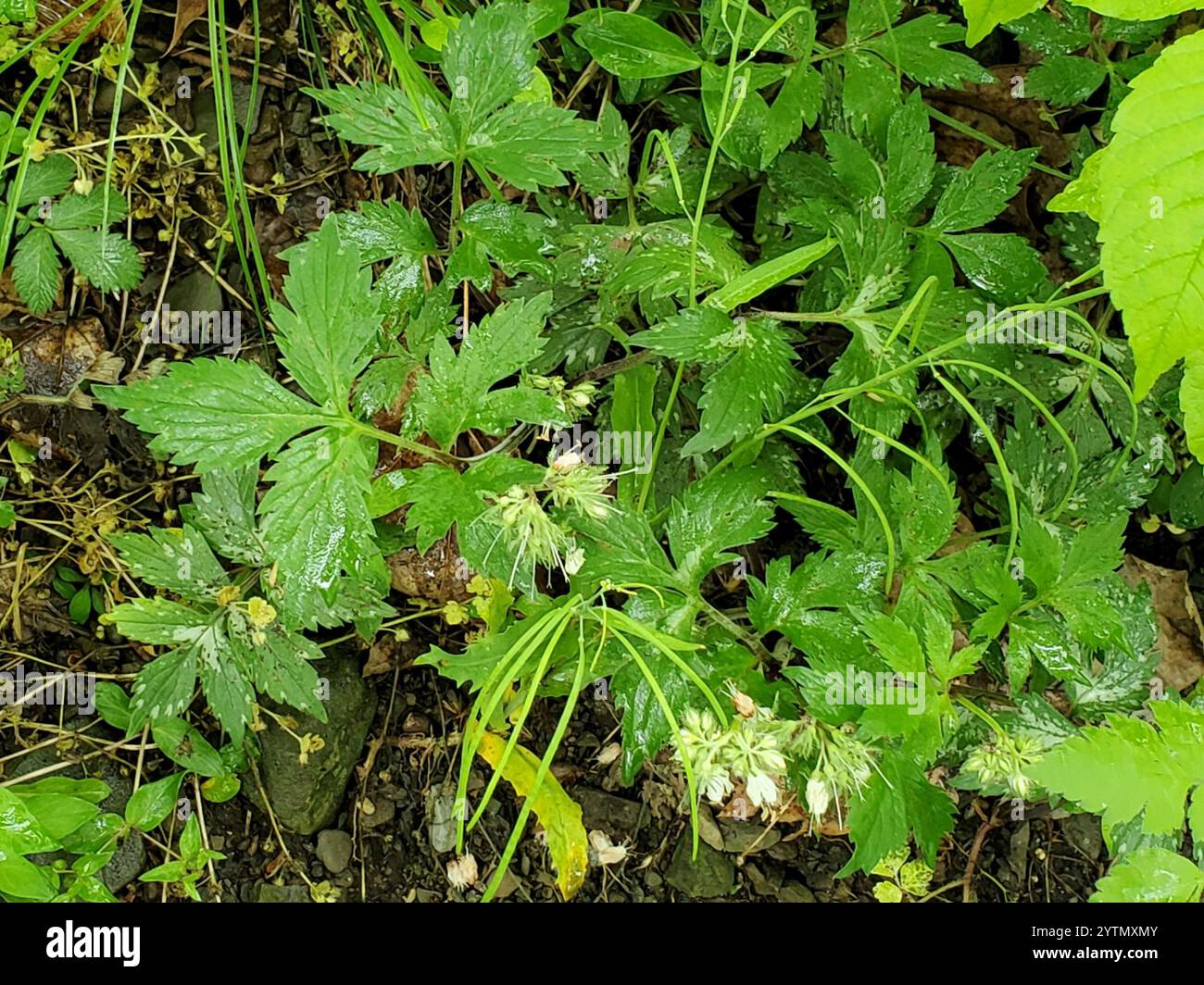 Virginia waterleaf (Hydrophyllum virginianum Stock Photo - Alamy