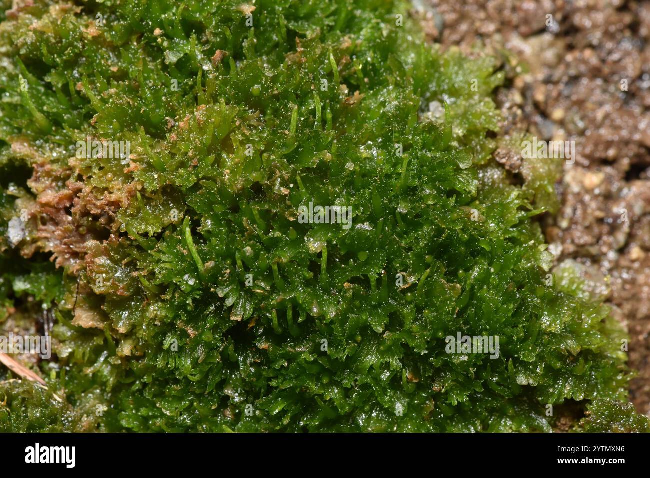 Anthoceros hi-res stock photography and images - Alamy