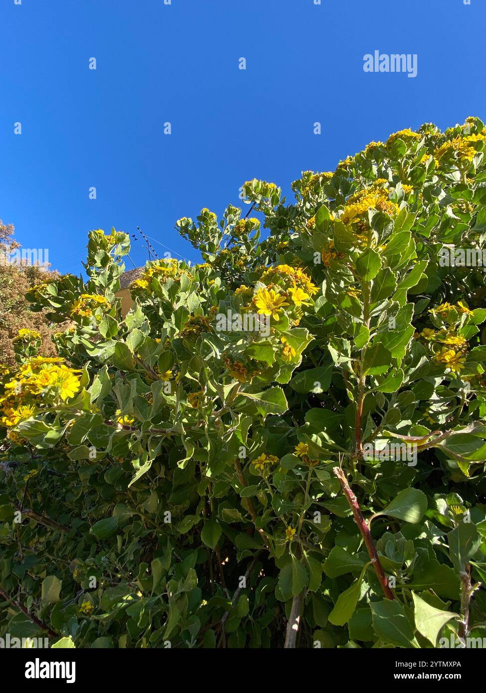 Bietou (Osteospermum moniliferum Stock Photo - Alamy