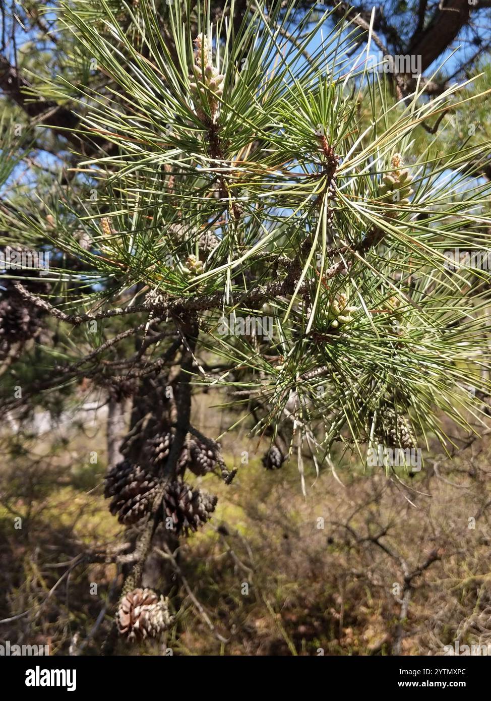 pitch pine (Pinus rigida Stock Photo - Alamy
