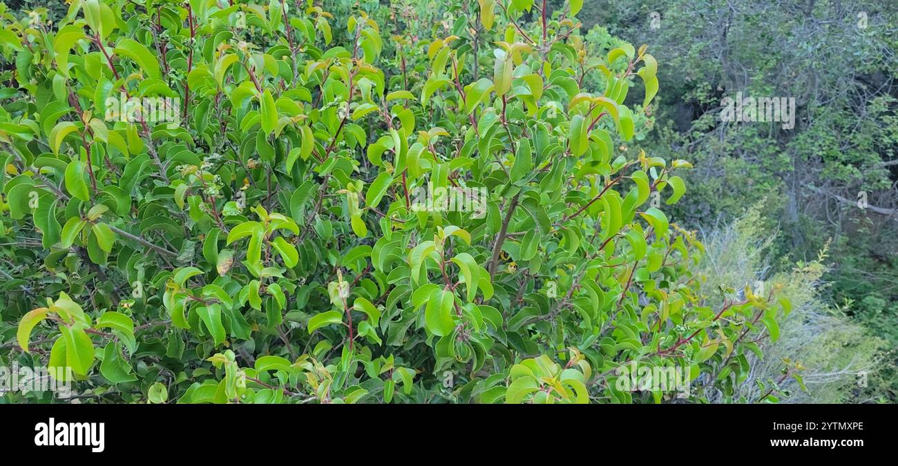sugar bush (Rhus ovata Stock Photo - Alamy