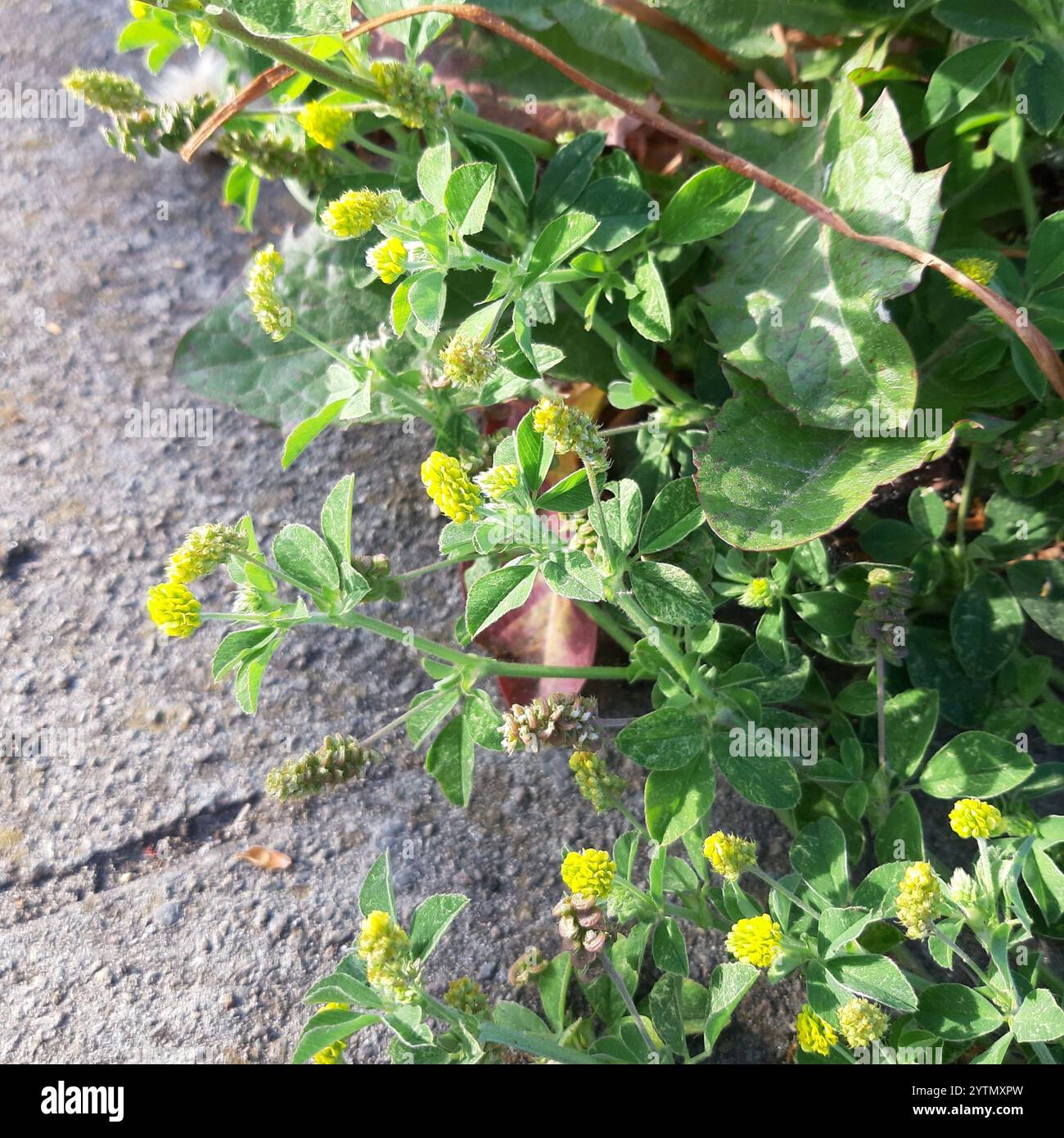 Black Medick (Medicago lupulina Stock Photo - Alamy