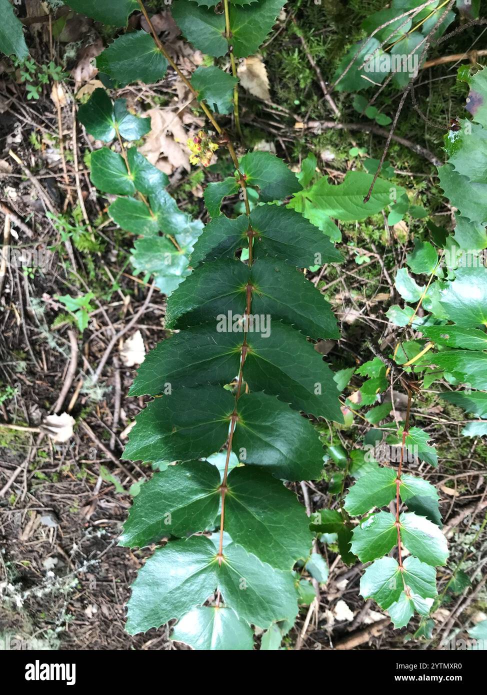 Cascade Oregon-grape (Berberis nervosa Stock Photo - Alamy