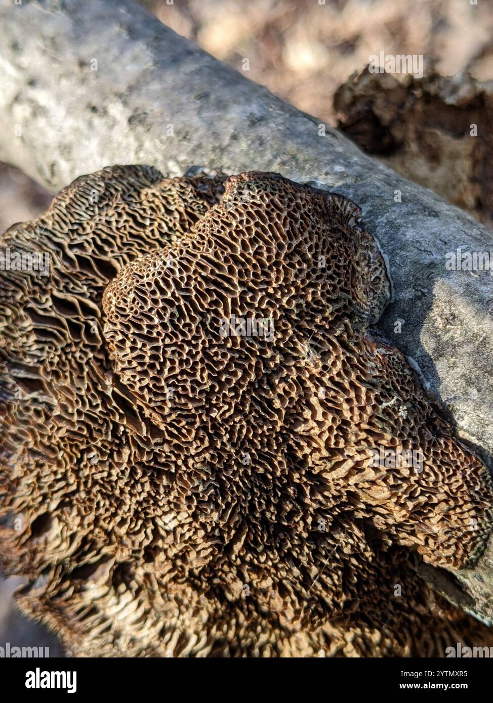Thin-walled Maze Polypore (Daedaleopsis confragosa Stock Photo - Alamy