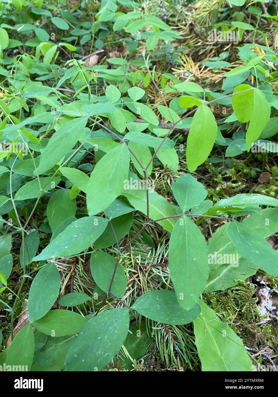 Sierra Nevada Peavine (Lathyrus nevadensis Stock Photo - Alamy