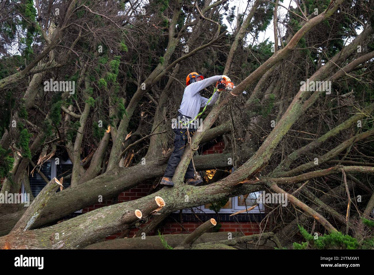 Tree surgeons work to clear a tree that has fallen on homes in Burnham ...