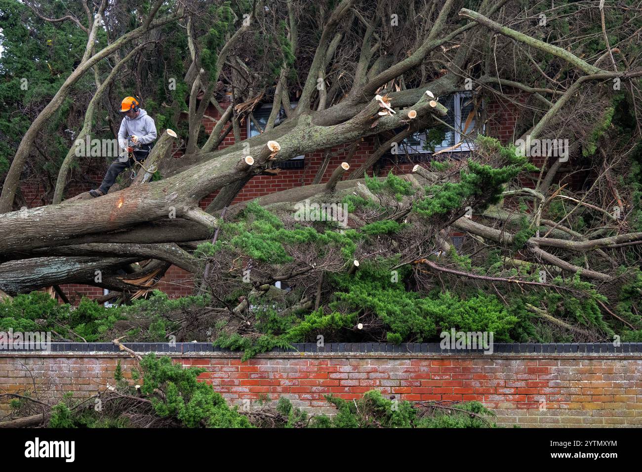 Tree surgeons work to clear a tree that has fallen on homes in Burnham ...