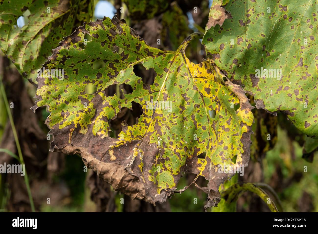 Close-up of a green leaf showing damage and fungal spots, highlighting ...