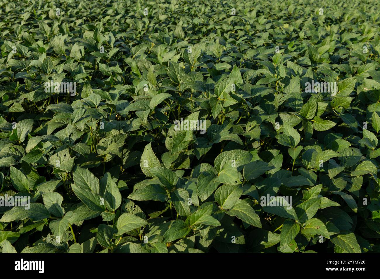 Dense soybean hi-res stock photography and images - Alamy