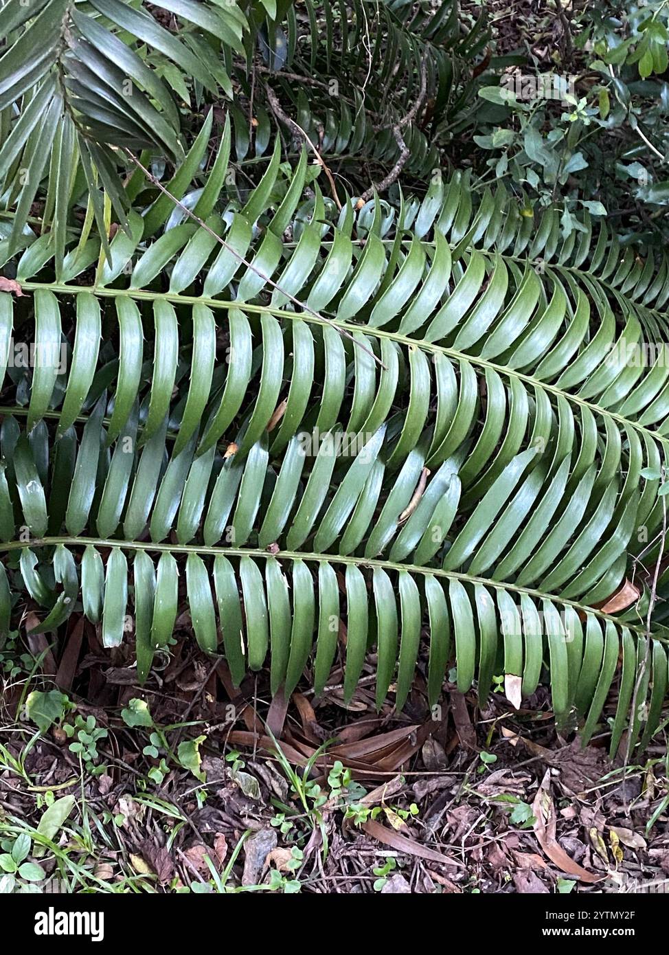 Natal Giant Cycad (Encephalartos natalensis Stock Photo - Alamy