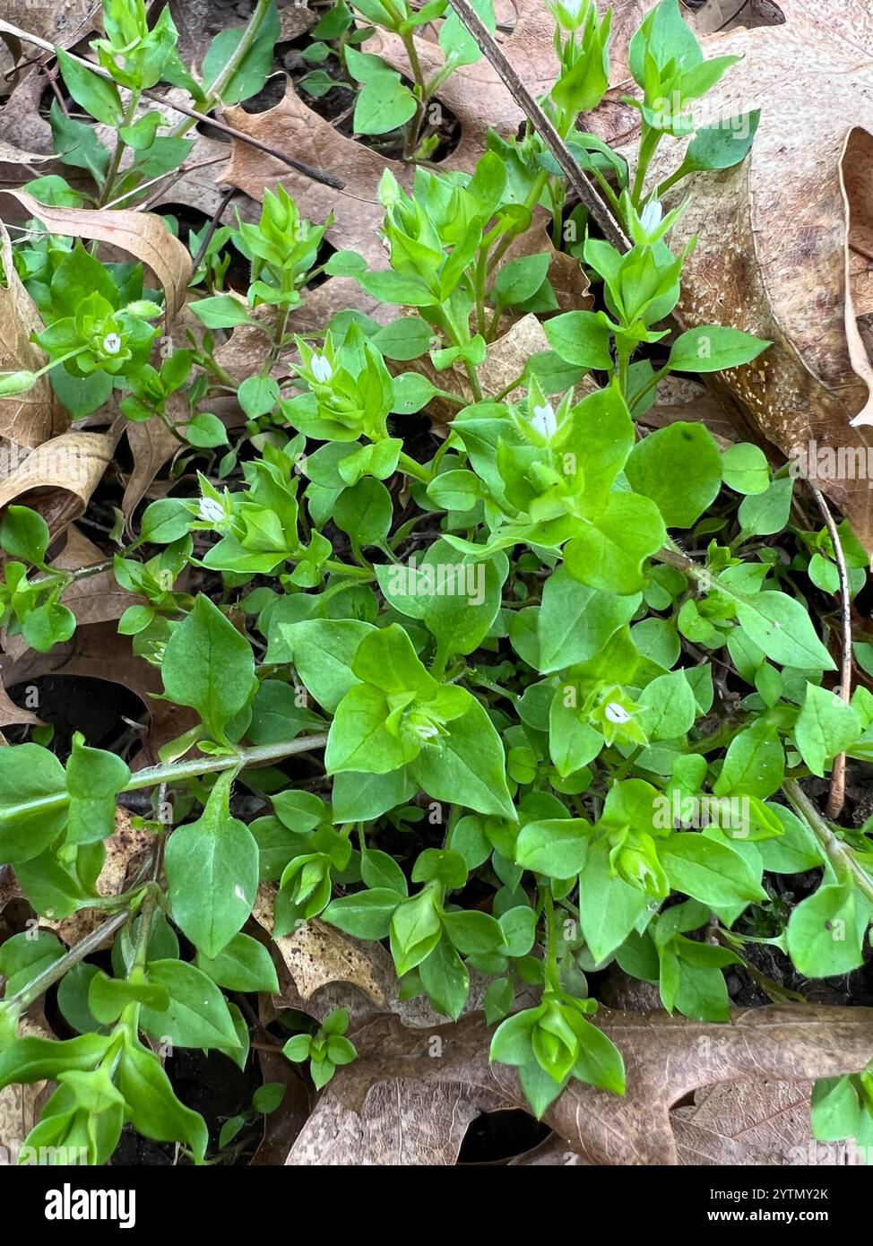 common chickweed (Stellaria media Stock Photo - Alamy