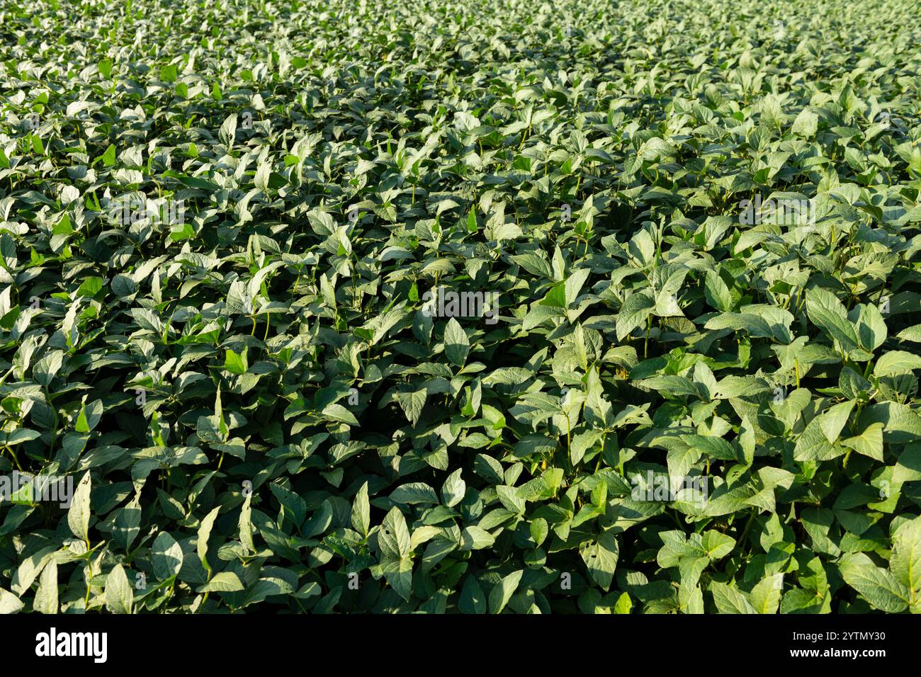 Soybean texture hi-res stock photography and images - Alamy