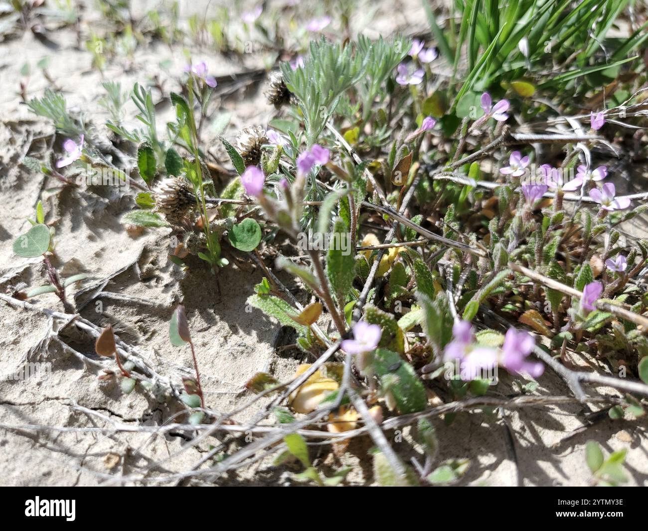 African mustard (Strigosella africana Stock Photo - Alamy
