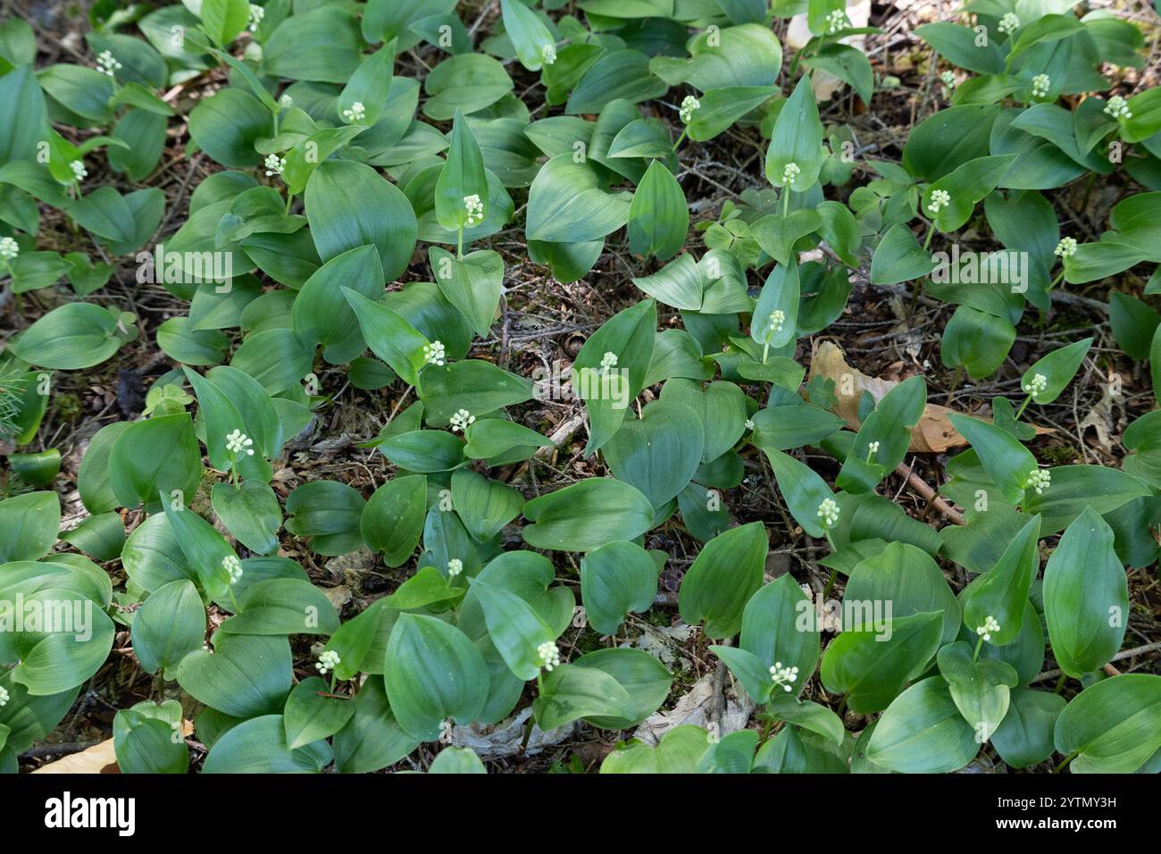 Canada mayflower (Maianthemum canadense Stock Photo - Alamy