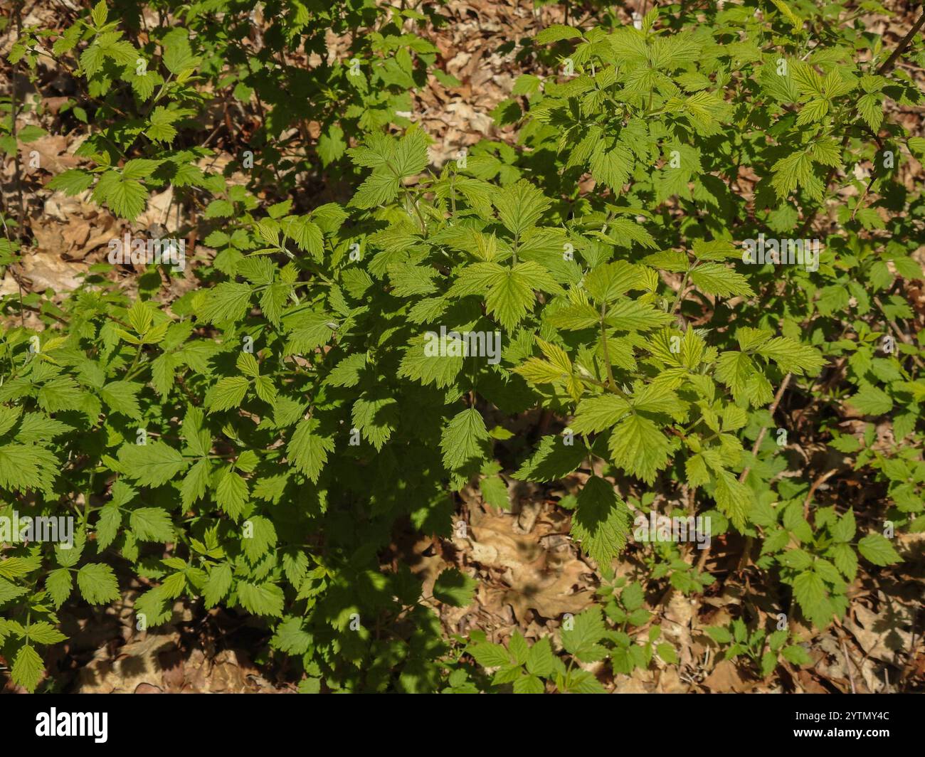 black raspberry (Rubus occidentalis Stock Photo - Alamy