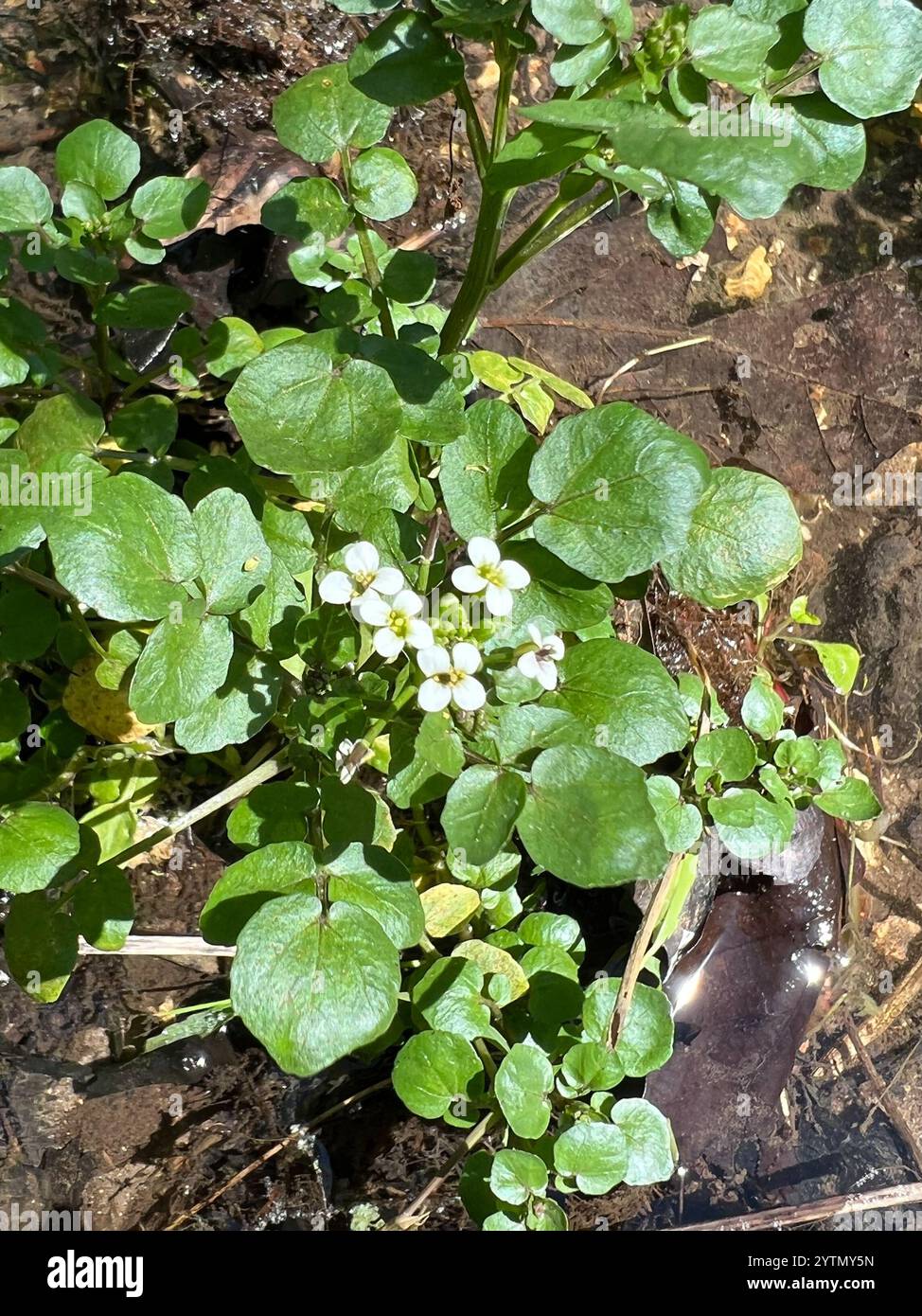 watercress (Nasturtium officinale Stock Photo - Alamy