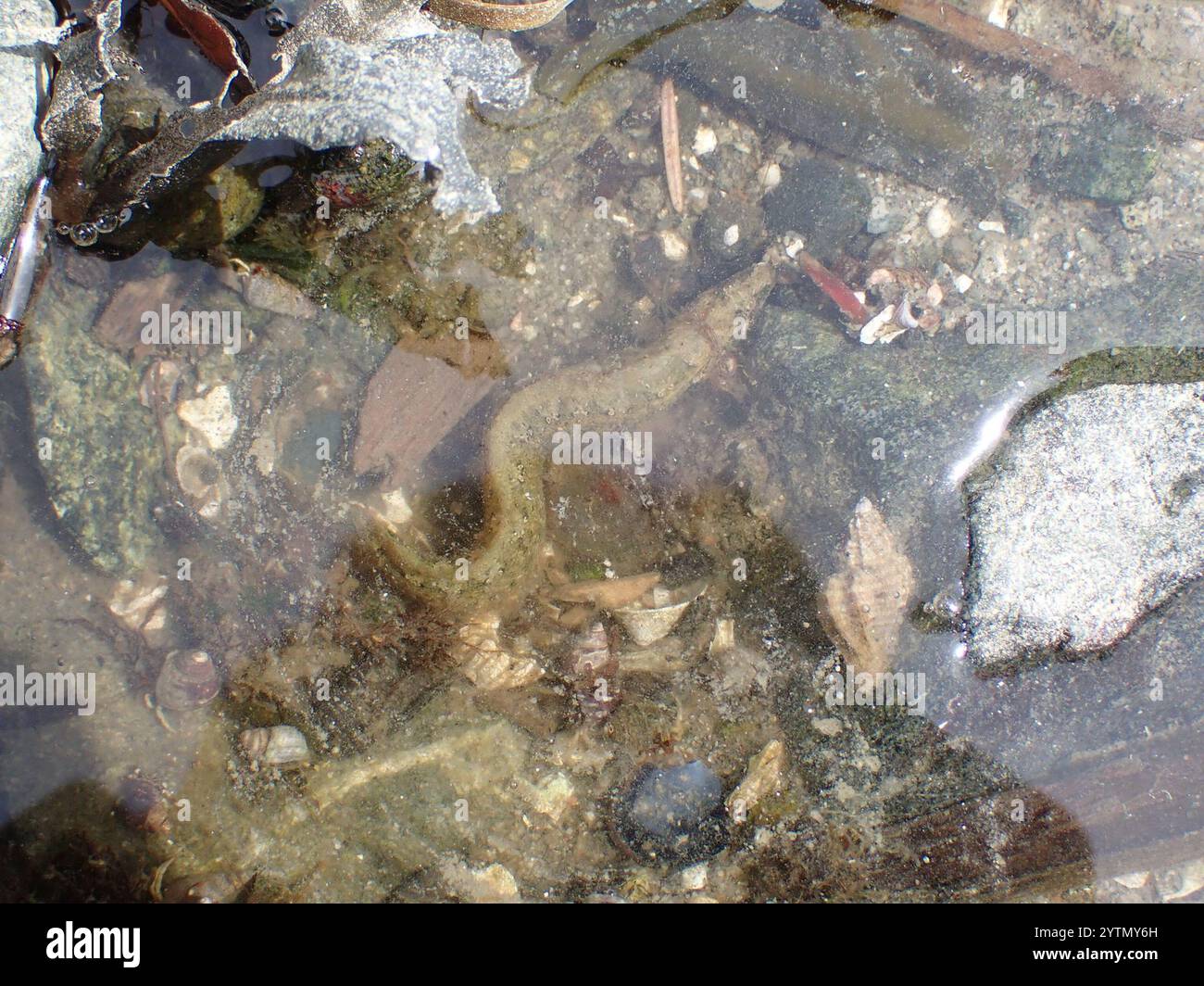 High Cockscomb (Anoplarchus purpurescens Stock Photo - Alamy