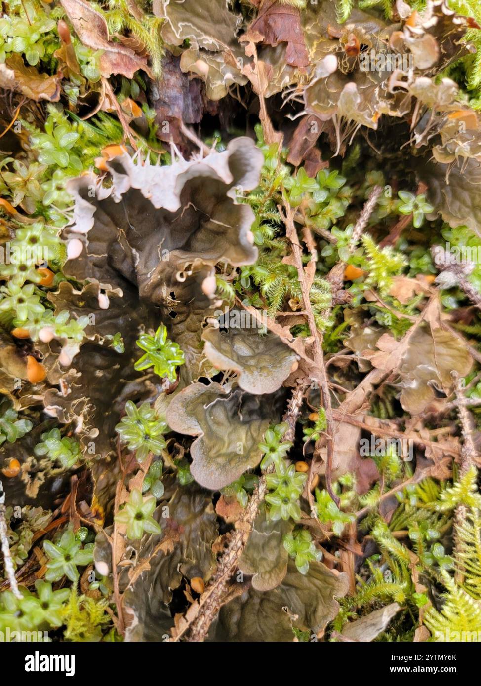 membranous pelt lichen (Peltigera membranacea Stock Photo - Alamy