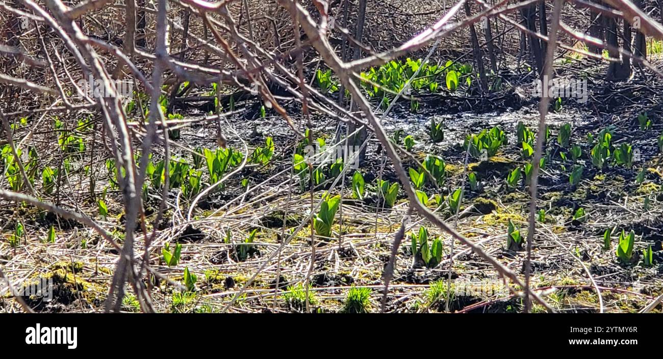 willow family (Salicaceae Stock Photo - Alamy
