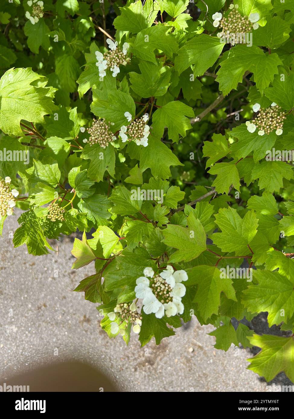 guelder-rose (Viburnum opulus Stock Photo - Alamy