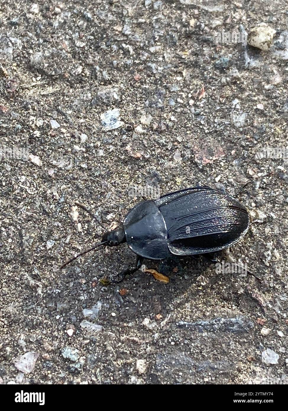 Black snail beetle (Phosphuga atrata Stock Photo - Alamy