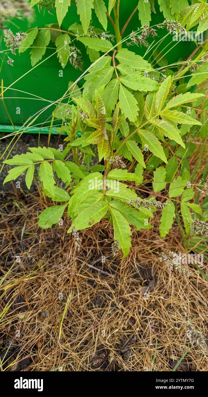 smooth sumac (Rhus glabra Stock Photo - Alamy