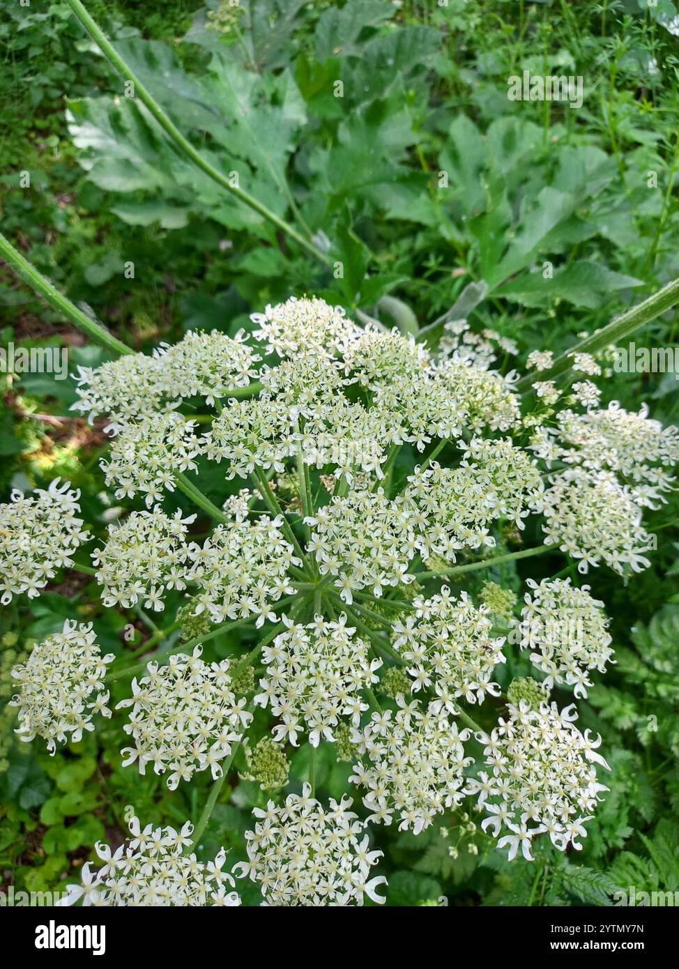 carrot family (Apiaceae Stock Photo - Alamy