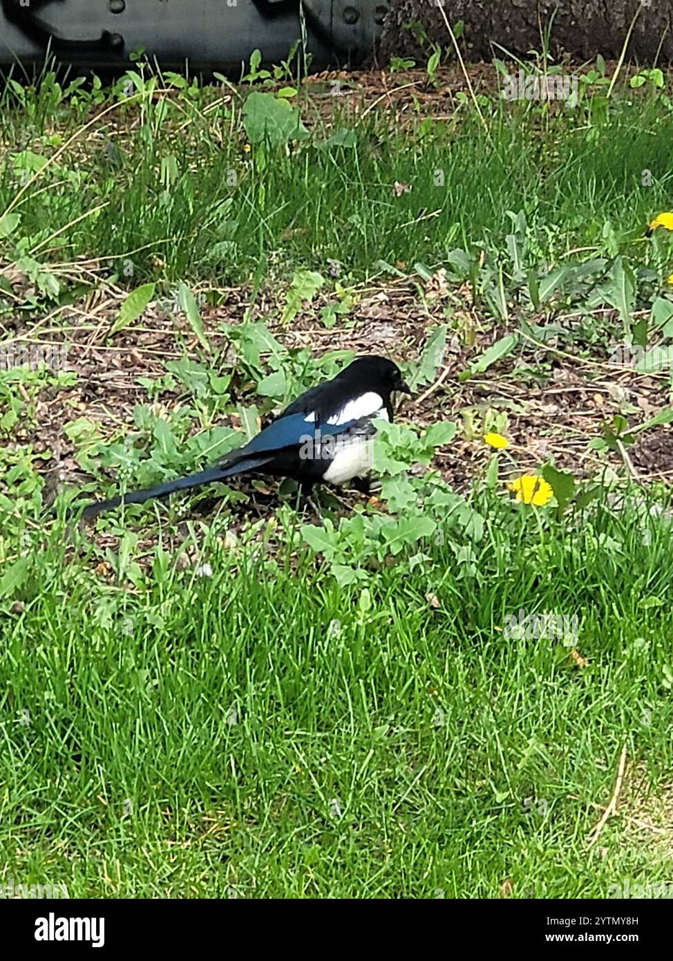 Black-billed Magpie (Pica hudsonia Stock Photo - Alamy