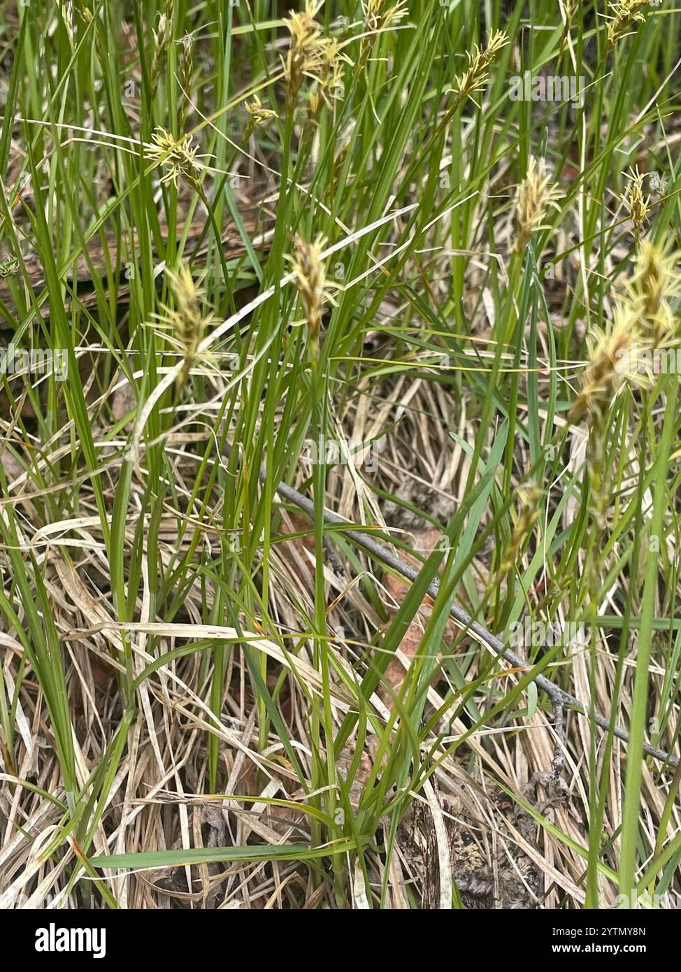 dry land sedge (Carex siccata Stock Photo - Alamy