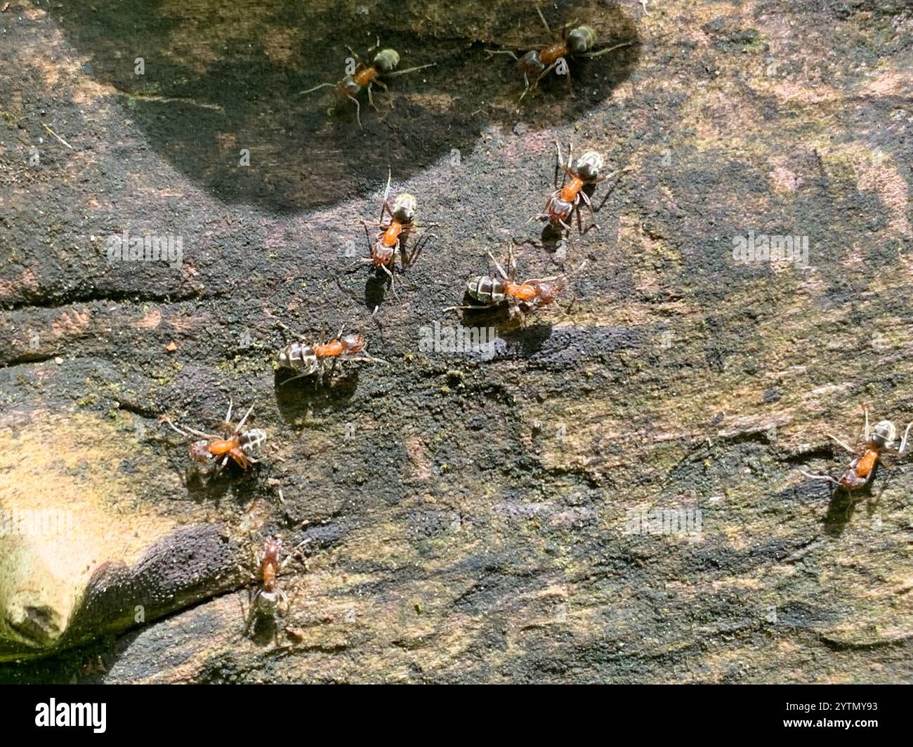 Western Velvety Tree Ant (Liometopum occidentale Stock Photo - Alamy