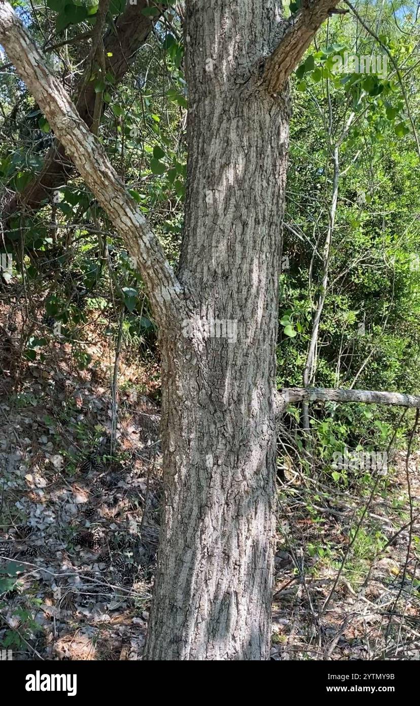 Eastern Cottonwood (Populus deltoides Stock Photo - Alamy