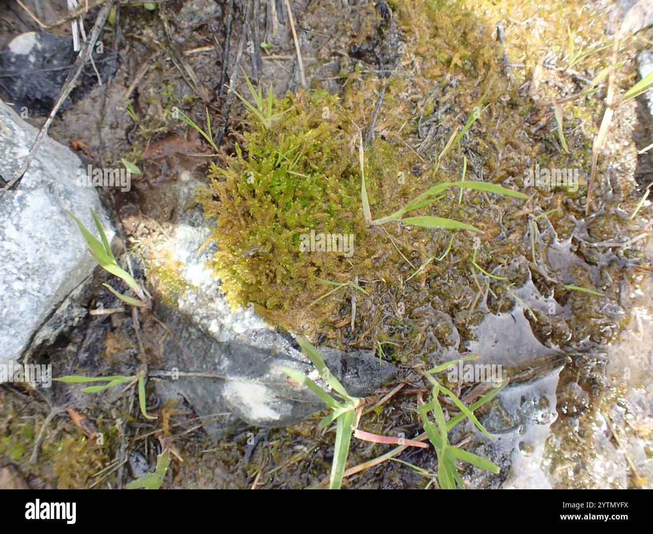 Kneiff's hook-moss (Drepanocladus aduncus Stock Photo - Alamy