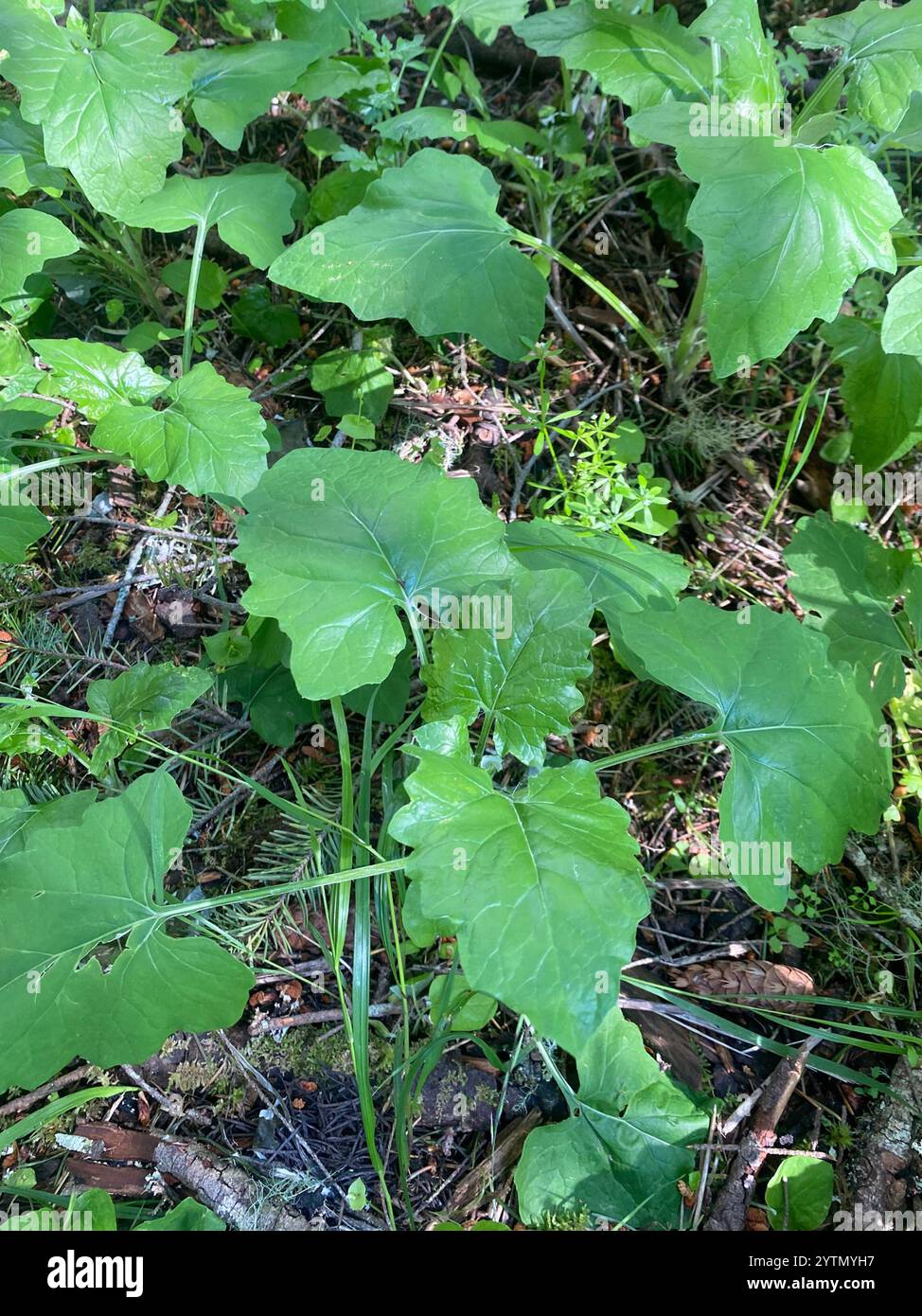 American trailplant (Adenocaulon bicolor Stock Photo - Alamy