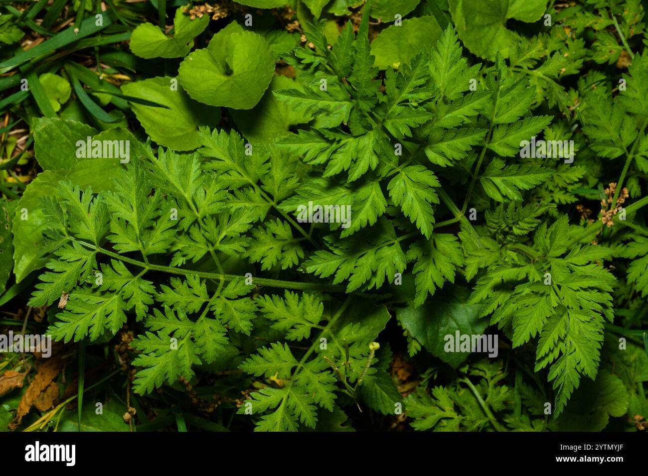 carrot family (Apiaceae Stock Photo - Alamy