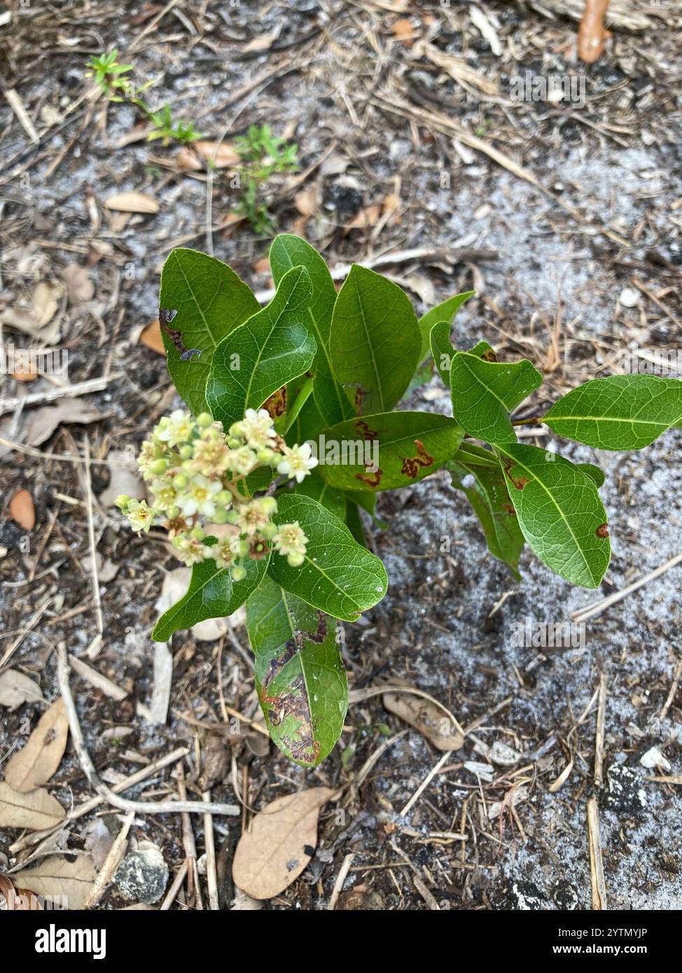 Gopher apple (Geobalanus oblongifolius Stock Photo - Alamy