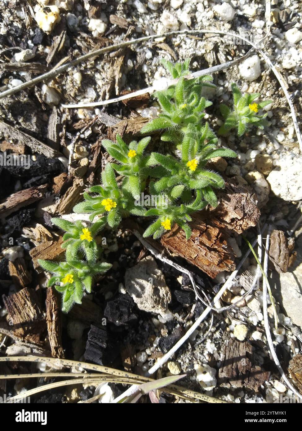 Opposite-leaved Tarweed (Hemizonella minima Stock Photo - Alamy