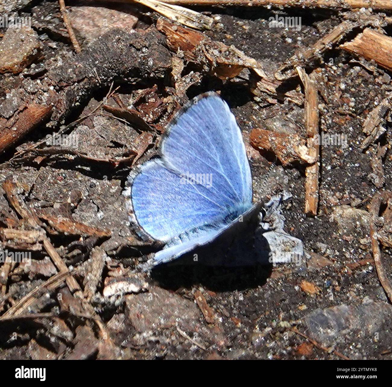 Northern Azure (Celastrina lucia Stock Photo - Alamy