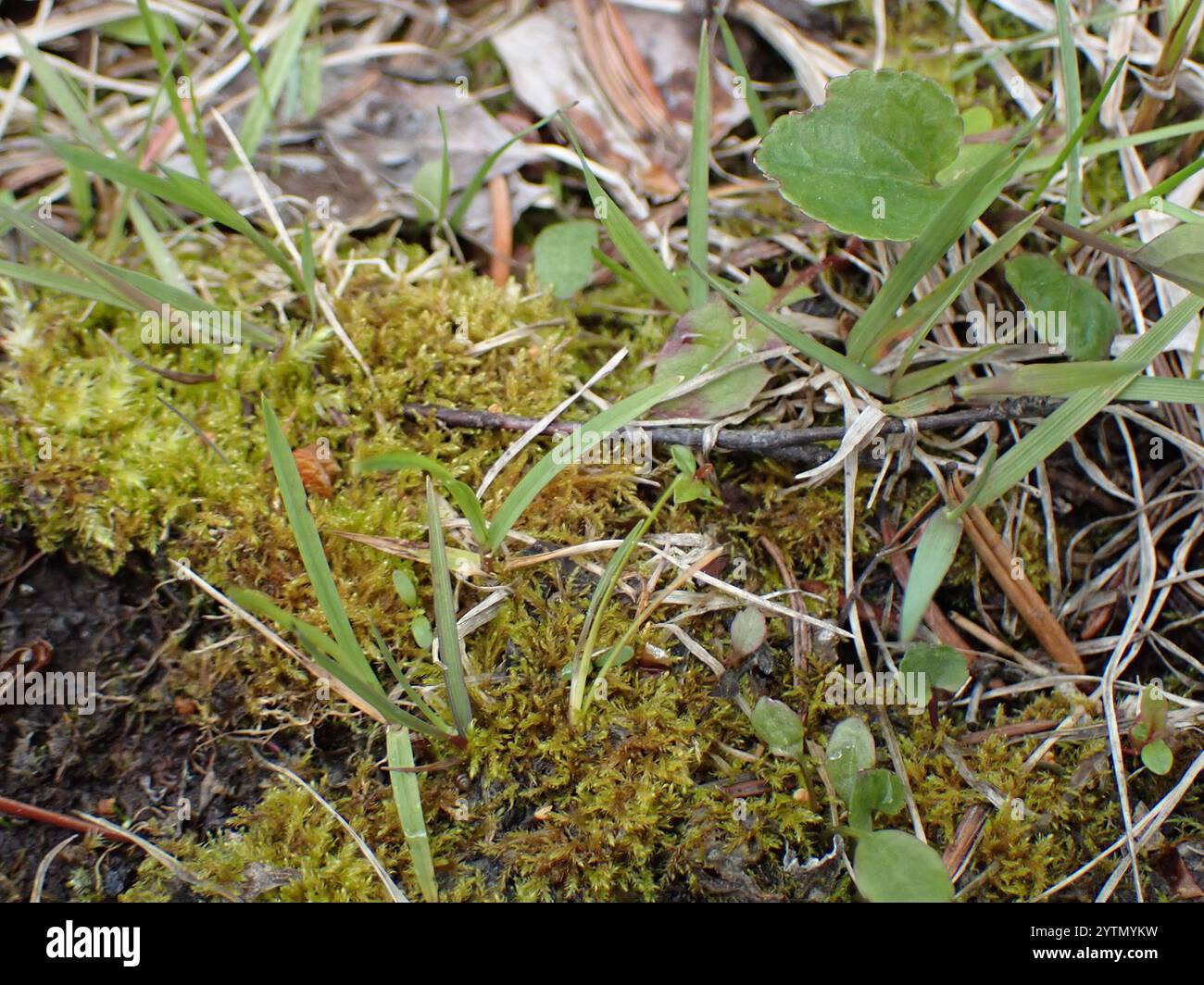 Kneiff's hook-moss (Drepanocladus aduncus Stock Photo - Alamy