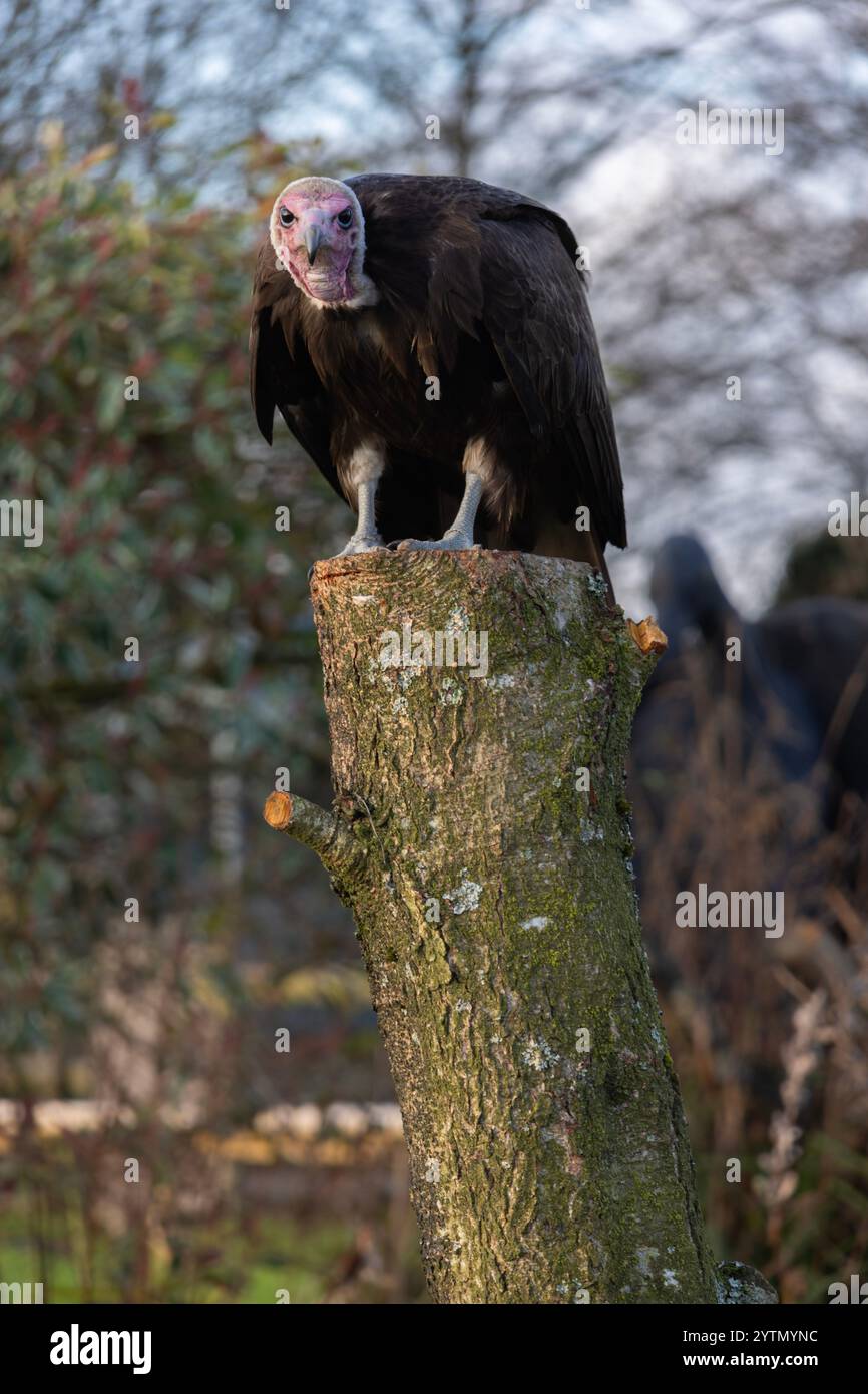 Circling vulture hi-res stock photography and images - Alamy