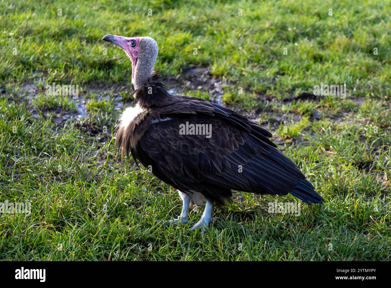 African wildlife urban wildlife hi-res stock photography and images - Alamy