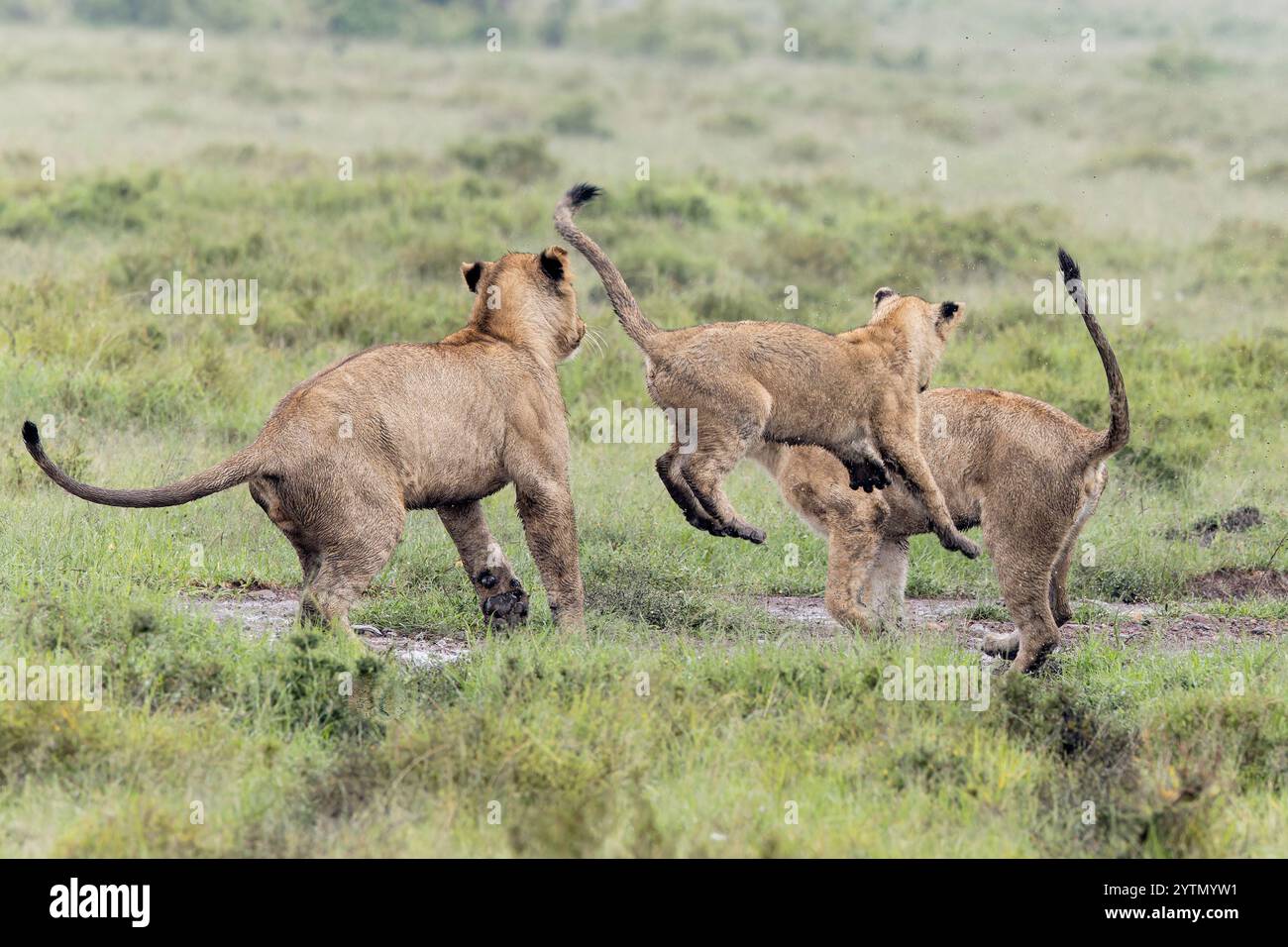 lion cubs play fighting in open wet grassland, Olare Motorogi Conservancy,Masai Mara,Kenya ...