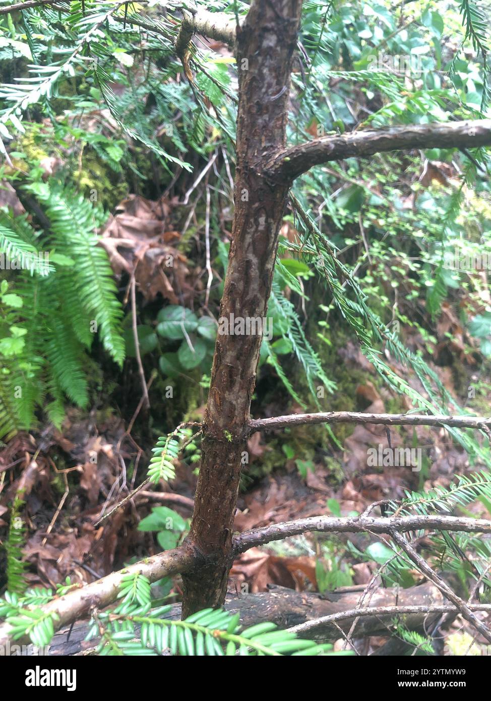 Pacific yew (Taxus brevifolia Stock Photo - Alamy