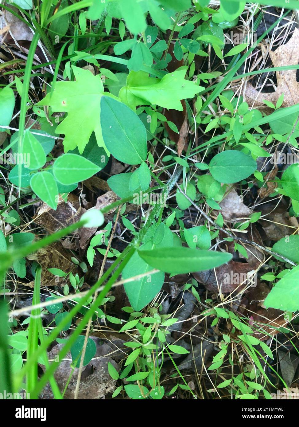 lobed coreopsis (Coreopsis auriculata Stock Photo - Alamy