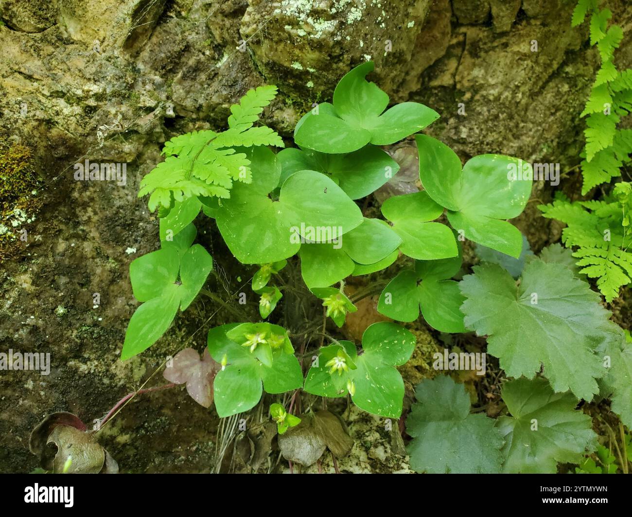 sharp-lobed hepatica (Hepatica acutiloba Stock Photo - Alamy