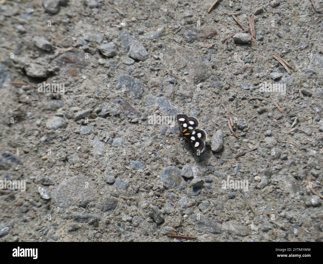 White spotted sable hi-res stock photography and images - Alamy