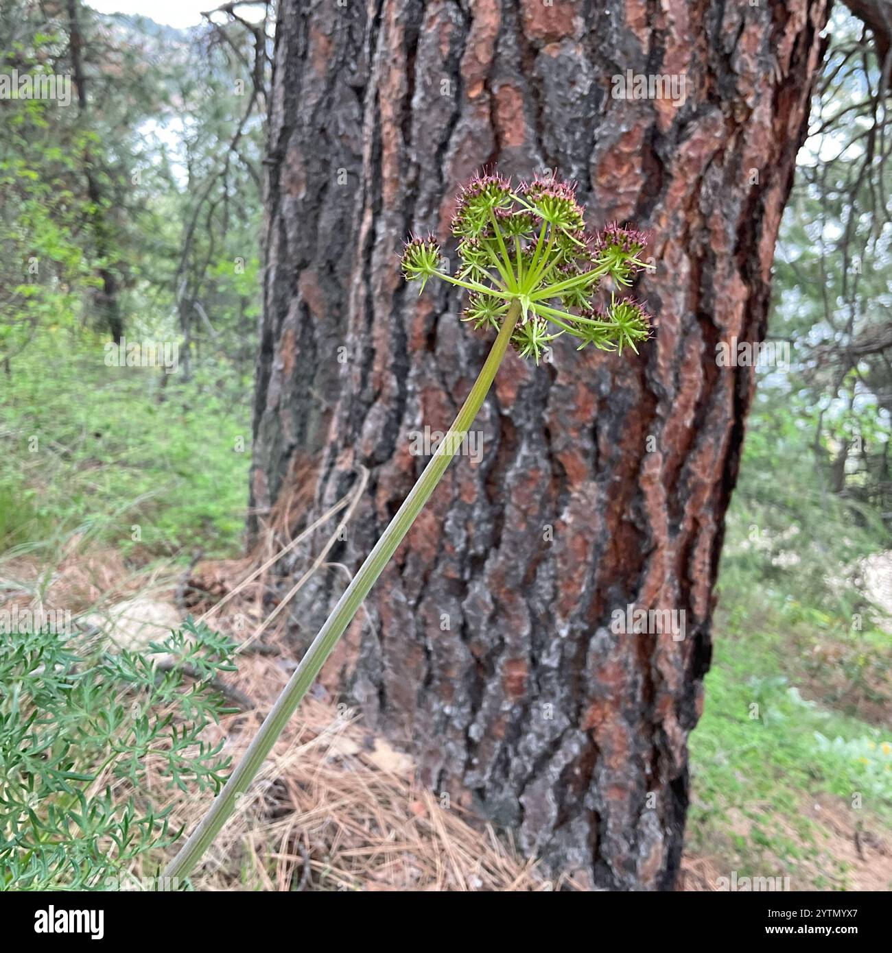 Carrotleaf Biscuitroot (Lomatium multifidum Stock Photo - Alamy