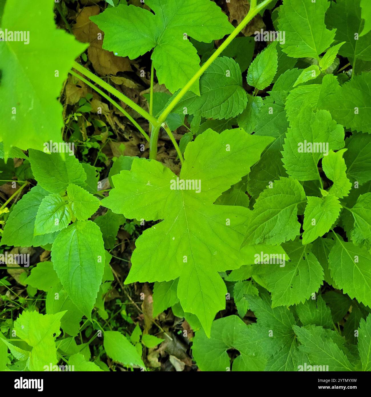 great waterleaf (Hydrophyllum appendiculatum Stock Photo - Alamy
